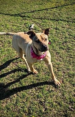 Orlando, FL - Black Mouth Cur. Meet ELLA has a HOME! a Pet for Adoption ...