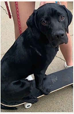 Brookings, SD - Golden Retriever/German Shorthaired Pointer. Meet ...