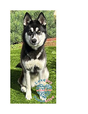 Inglewood, CA - Alaskan Malamute/Siberian Husky. Meet COH Phoenix a Pet ...