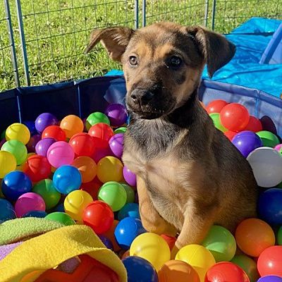Lebanon, NH - German Shepherd Dog/Mixed Breed (Medium). Meet Maeve a ...