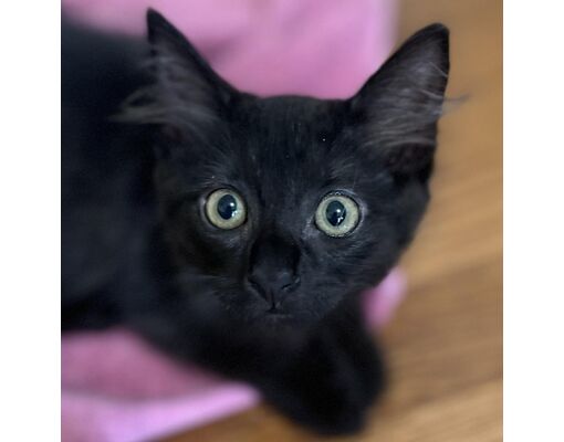 Cumming, GA - Domestic Mediumhair. Meet Anka a Pet for Adoption ...