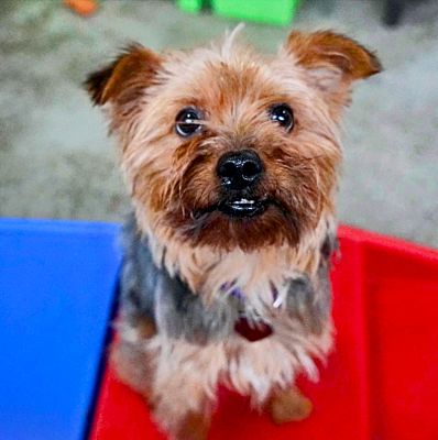 Warren, MI - Yorkie, Yorkshire Terrier/Mixed Breed (Medium). Meet Louie ...