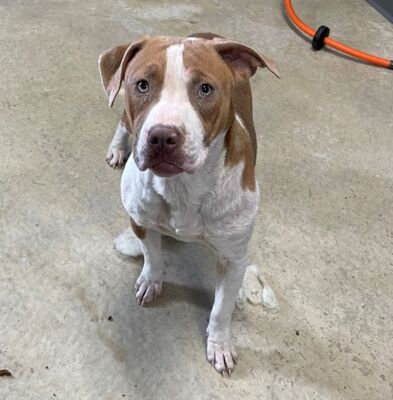Lancaster, SC - Hound (Unknown Type). Meet Rose a Pet for Adoption ...
