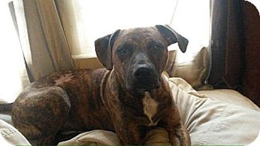 Cranston, RI - American Pit Bull Terrier/Plott Hound. Meet Hazel a Pet ...
