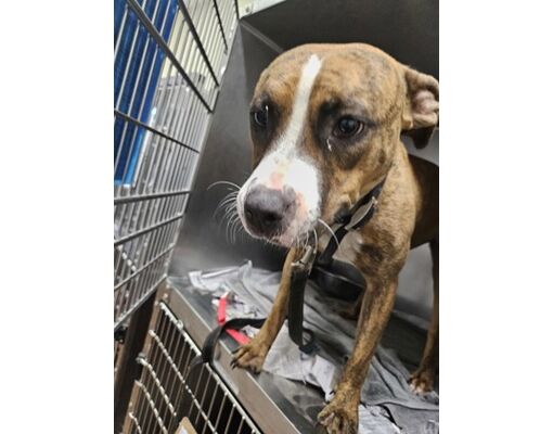 Baton Rouge, LA - American Pit Bull Terrier/Mixed Breed (Medium). Meet ...