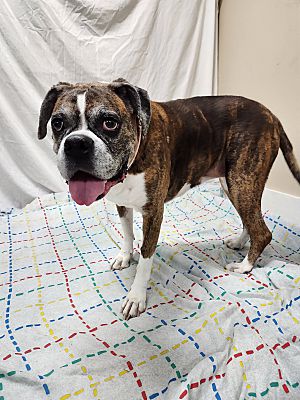 Hawk Point, MO - Boxer. Meet Mattie a Pet for Adoption - AdoptaPet.com