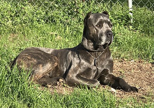 Fayetteville, AR - Cane Corso. Meet Cyrus a Pet for Adoption ...
