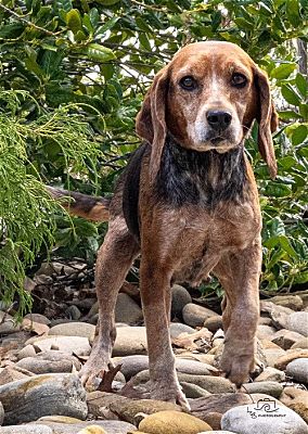 Salem, NH - Beagle. Meet RUTH ANNE a Pet for Adoption - AdoptaPet.com
