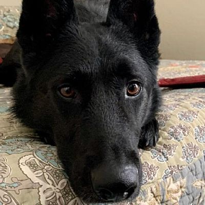 Marana, AZ - German Shepherd Dog/Mixed Breed (Medium). Meet Mesquite a ...