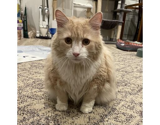 Granville, OH - Maine Coon/Domestic Longhair. Meet Meatloaf a Pet for ...
