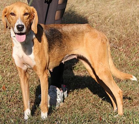 Lovingston, VA - Foxhound. Meet Nutmeg a Pet for Adoption - AdoptaPet.com
