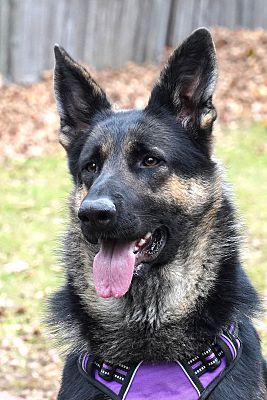 Wayland, MA - German Shepherd Dog. Meet Rukia a Pet for Adoption ...