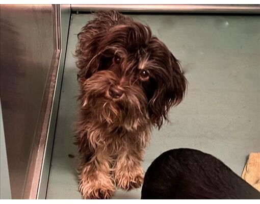 Moreno Valley, CA - Poodle (Miniature)/Maltese. Meet A538099 a Pet for ...