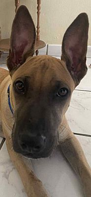 Westerly, RI - Rhodesian Ridgeback. Meet Milo a Pet for Adoption ...