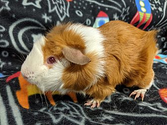 Montclair, CA - Guinea Pig. Meet Tootsi a Pet for Adoption.