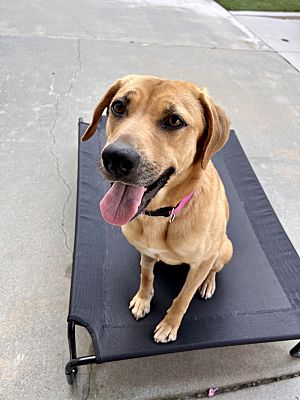 Brea, CA - Shepherd (Unknown Type)/Labrador Retriever. Meet Tasha a Pet ...