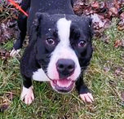 Frederick, MD - Boxer/Terrier (Unknown Type, Medium). Meet Luca a Pet ...