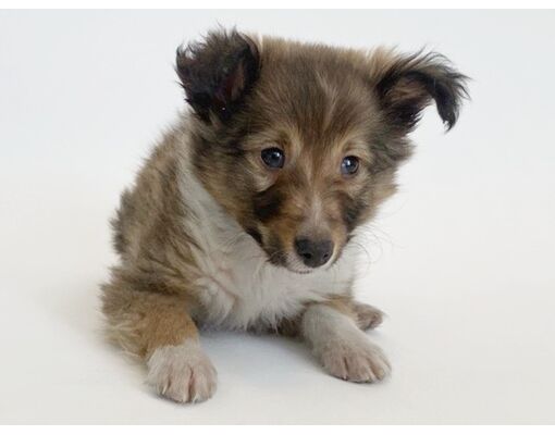 St. Louis, MO - Sheltie, Shetland Sheepdog. Meet RORY a Pet for ...