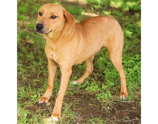 Bastrop, TX - Rhodesian Ridgeback. Meet Piper 23-12-028 a Pet for ...