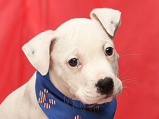 Hartford, CT - Pit Bull Terrier/Bulldog. Meet Sven a Pet for Adoption ...