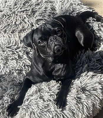 Anaheim, CA - Pug. Meet Ivy a Pet for Adoption - AdoptaPet.com