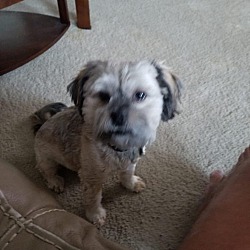 Mount Pleasant, SC - Pekingese/Yorkie, Yorkshire Terrier. Meet Harry a ...