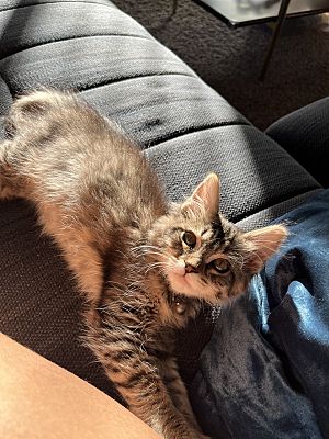 Scottsdale, AZ - Maine Coon. Meet Margot a Pet for Adoption - AdoptaPet.com