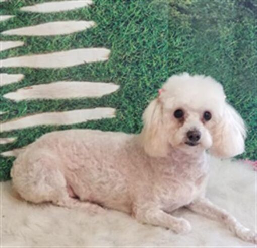 Austin, TX - Poodle (Miniature). Meet *LILOU a Pet for Adoption ...