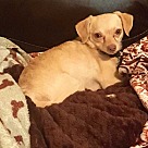 Pug Puppies - Pug Rescue and Adoption Near You