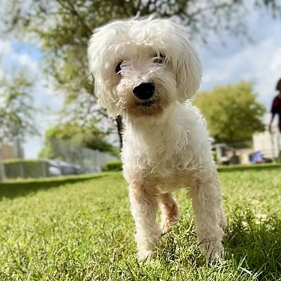 Orlando, FL - Maltese. Meet Jonas a Pet for Adoption - AdoptaPet.com