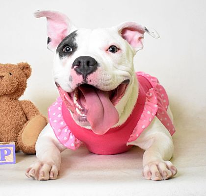 Springfield, OH - American Pit Bull Terrier. Meet Tulip a Pet for ...