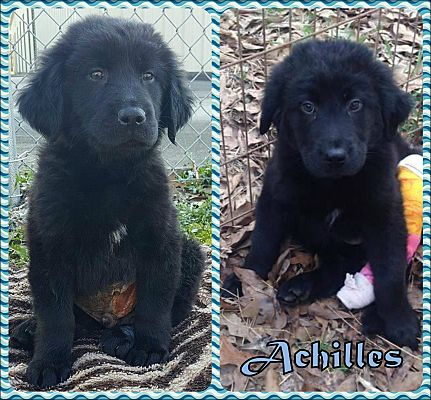 Ringwood, NJ - Newfoundland/Labrador Retriever. Meet Achilles a Pet for ...