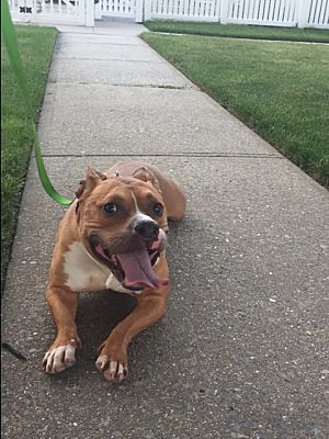Staten Island, NY - Staffordshire Bull Terrier/Pit Bull Terrier. Meet ...