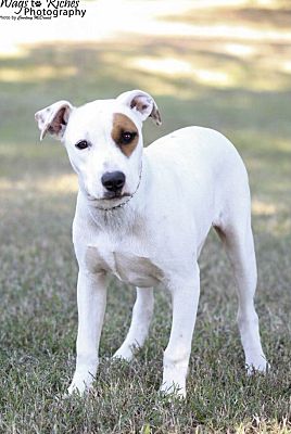 Birmingham, AL - American Bulldog. Meet Bernardo a Pet for Adoption ...