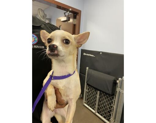 Phoenix, AZ - Chihuahua. Meet STARLA a Pet for Adoption - AdoptaPet.com
