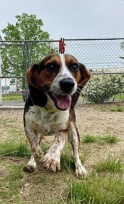 Westfield, MA - Beagle. Meet Ron a Pet for Adoption - AdoptaPet.com