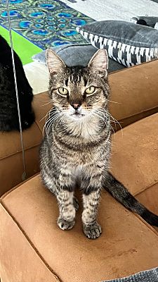 Miami, FL - Tabby. Meet Pepito a Pet for Adoption - AdoptaPet.com