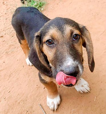 Oklahoma City, OK - Basset Hound. Meet Puck a Pet for Adoption ...