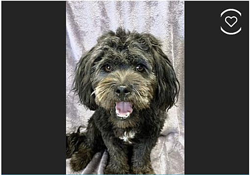 Oakley, CA - Lhasa Apso/Poodle (Miniature). Meet Bentley a Pet for ...