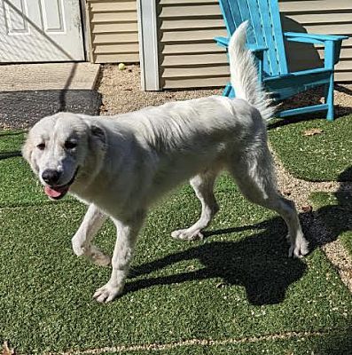 Medfield, MA - Great Pyrenees. Meet Casper a Pet for Adoption ...