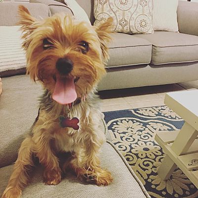 Frisco, TX - Yorkie, Yorkshire Terrier. Meet Yoshi a Pet for Adoption ...