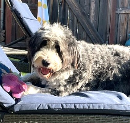 san diego, CA - Old English Sheepdog/Bearded Collie. Meet Doc a Pet for ...