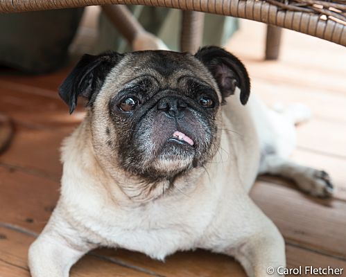 Wethersfield, CT - Pug. Meet Bumble Bee a Pet for Adoption - AdoptaPet.com