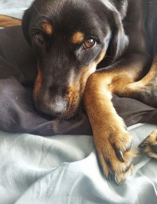 Greenville, OH - Miniature Pinscher/Labrador Retriever. Meet Layla a ...