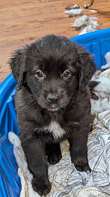 Aurora, IL - Newfoundland/Border Collie. Meet Aligot a Pet for Adoption ...
