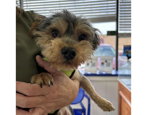 Tulsa, OK - Yorkie, Yorkshire Terrier. Meet Brodie a Pet for Adoption ...