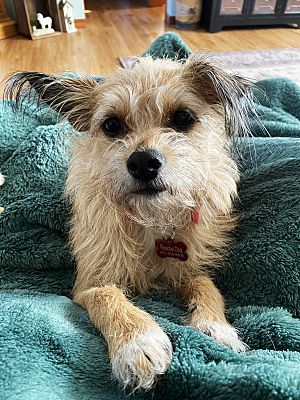 Whitehouse Station, NJ - Yorkie Poo/Yorkie, Yorkshire Terrier. Meet ...