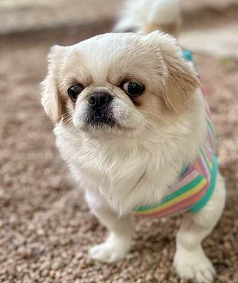 Mead, CO - Pekingese. Meet Mitzi a Pet for Adoption - AdoptaPet.com