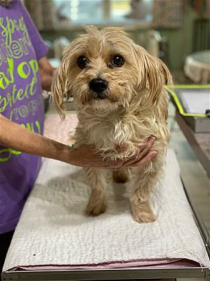 Benton, LA - Yorkie, Yorkshire Terrier/Poodle (Miniature). Meet Henrik ...