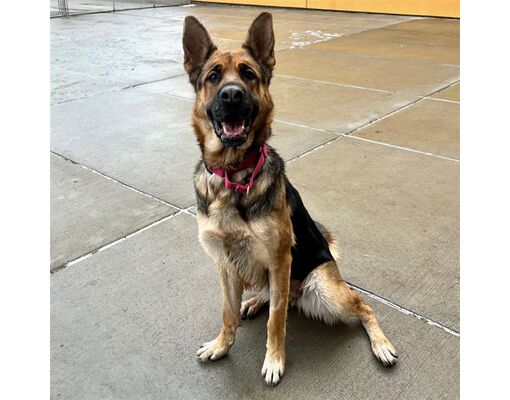 Denver, CO - German Shepherd Dog. Meet CHAI a Pet for Adoption ...